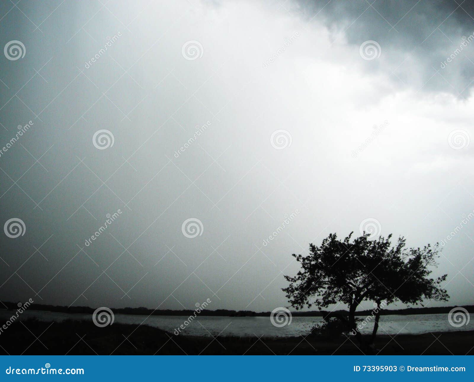 Lonely tree in the storm stock image. Image of isolated - 73395903