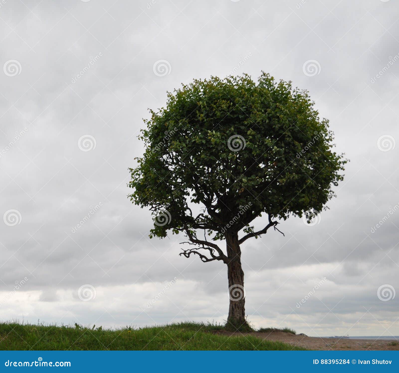 Lonely tree stock photo. Image of lonelytree, skybackground - 88395284