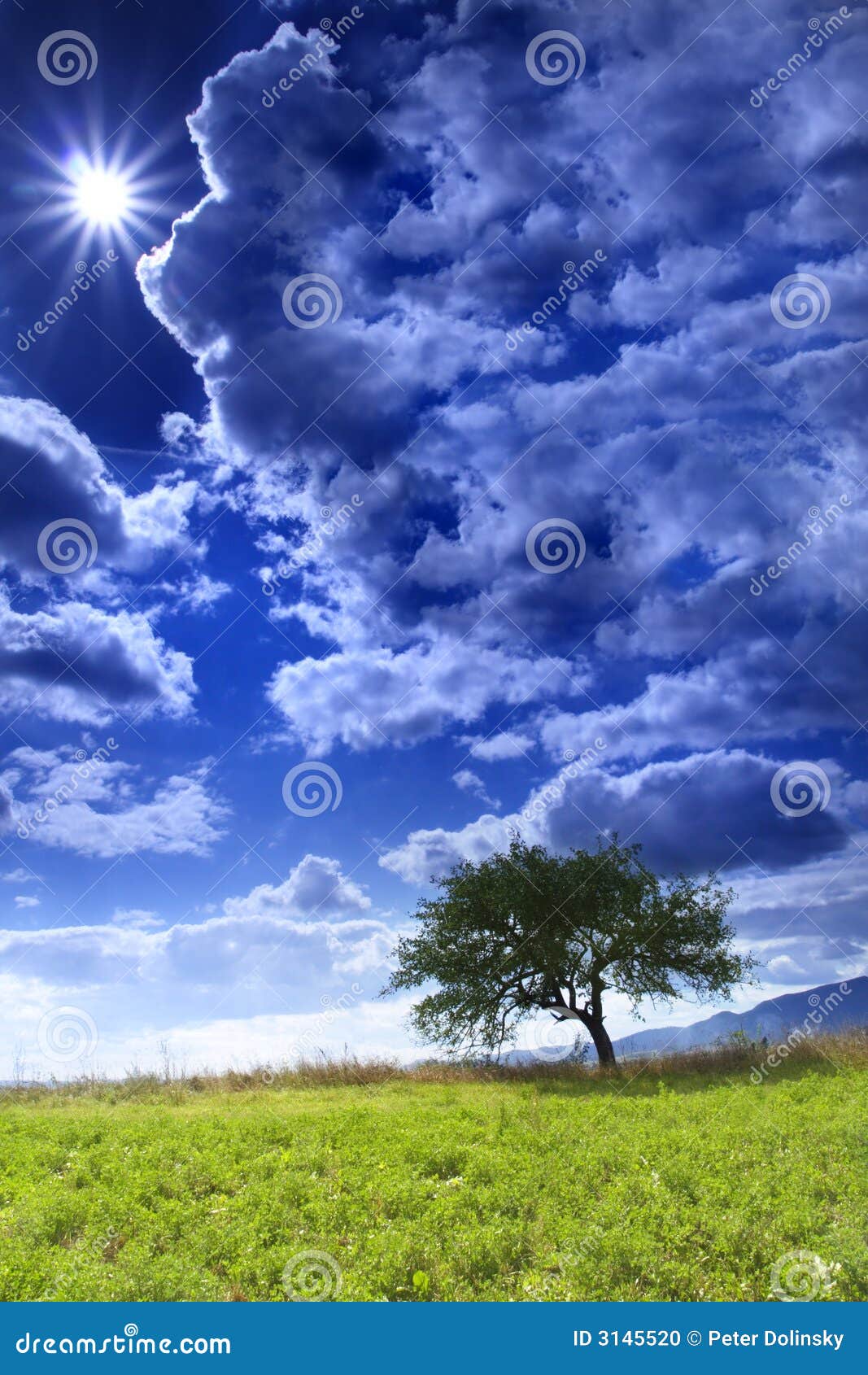 Lonely Tree and Sun stock photo. Image of blue, solitaire - 3145520