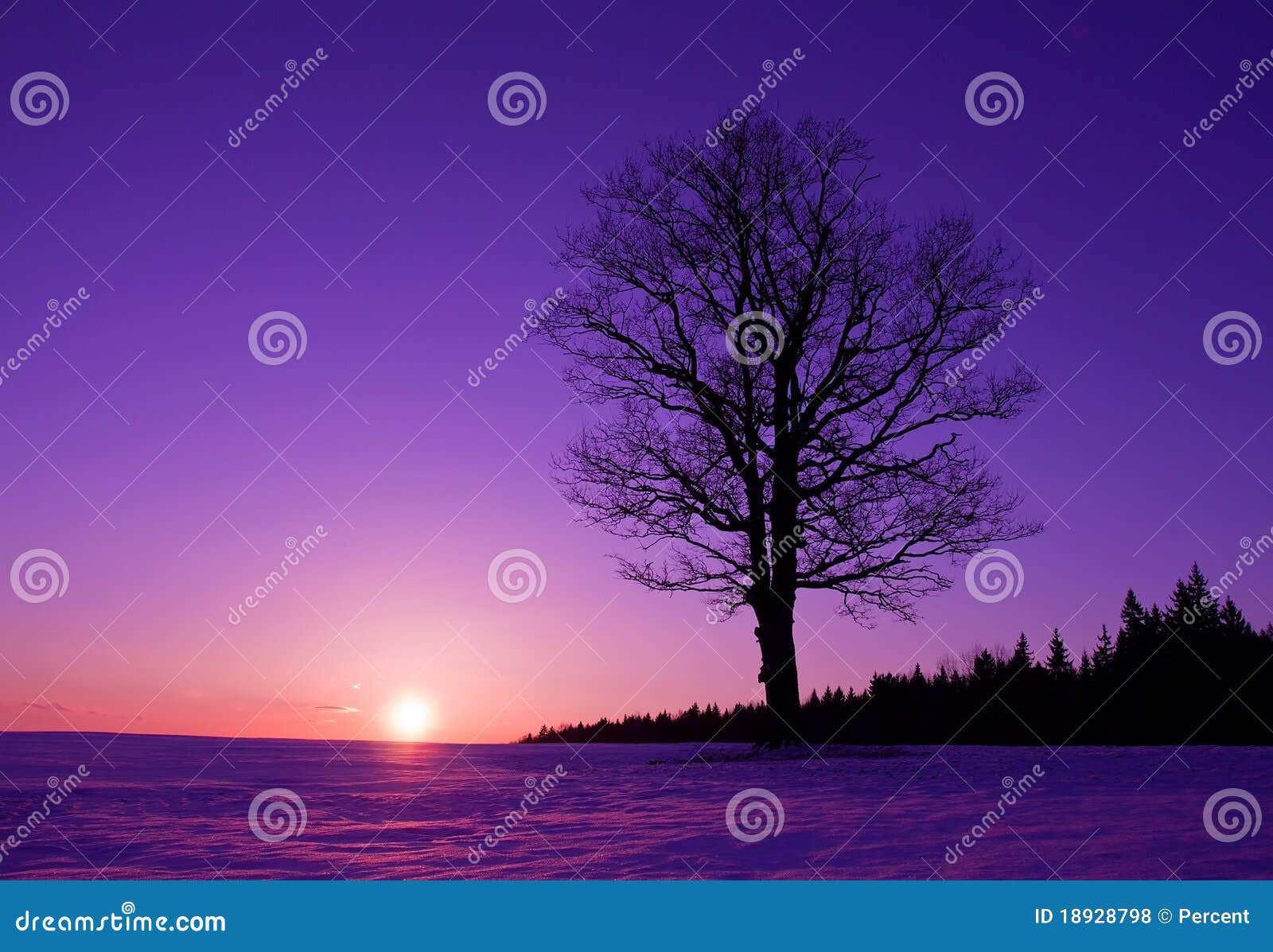 Tree Sunset, Colorful Sky With Sunset And Big Tree , Abstract ...