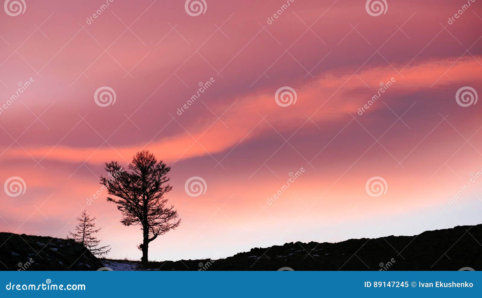 Lonely tree at sunset. stock image. Image of beautiful - 89147245
