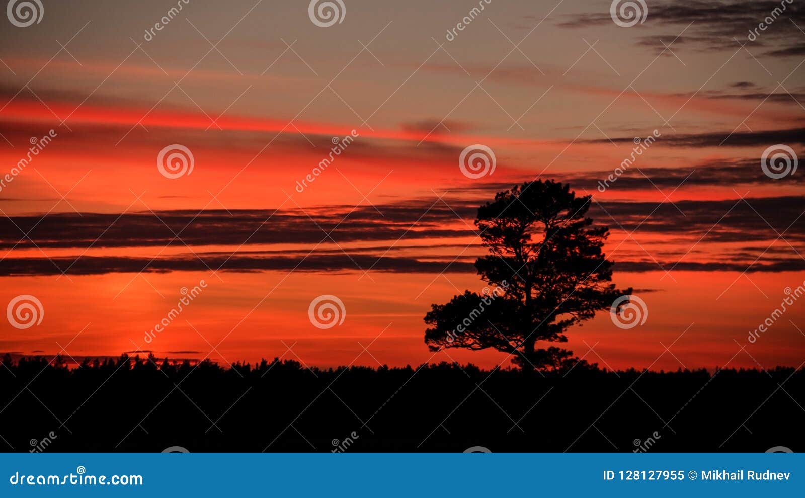 Lonely Tree on Sunset Background. Stock Image - Image of romantic ...