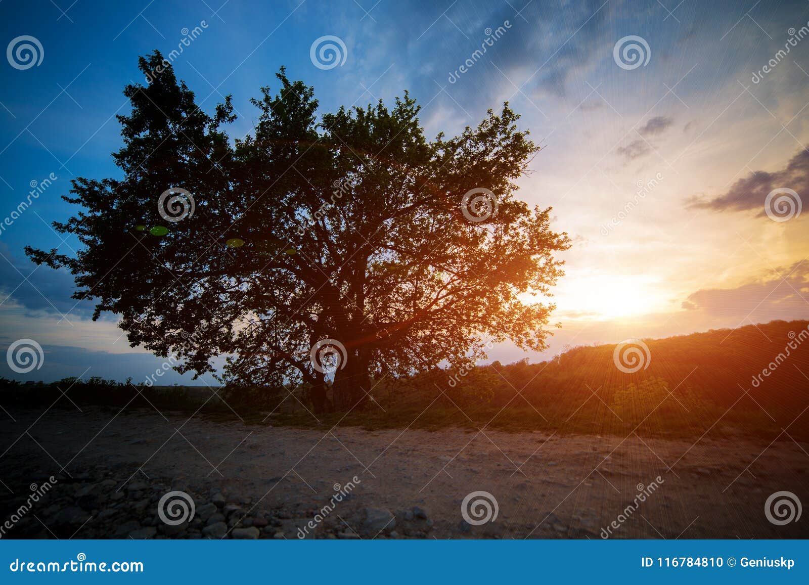 Lonely tree on sunset stock photo. Image of horizon - 116784810