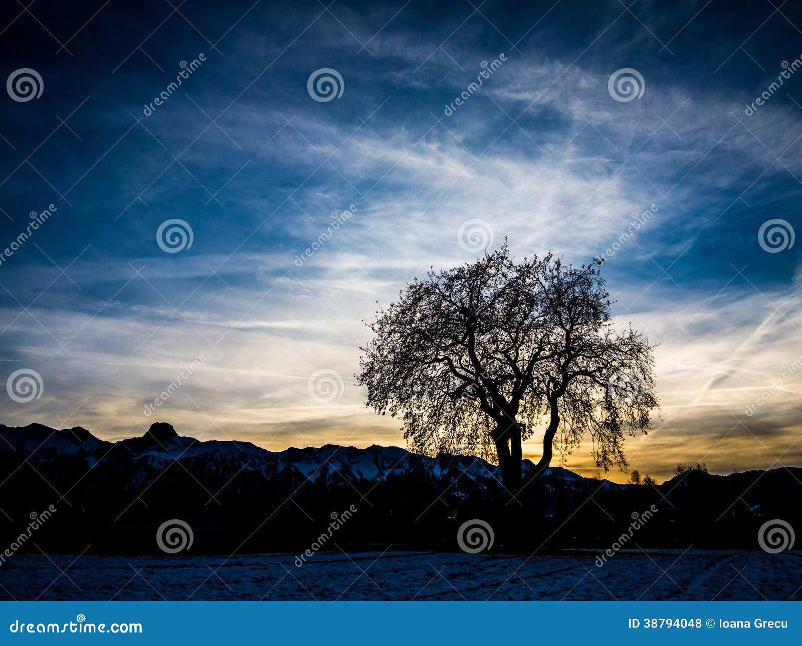 Lonely tree sunset stock photo. Image of tree, yellow - 38794048