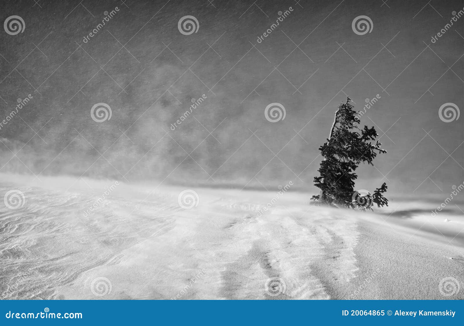 Lonely Tree Under Strong Winter Wind in Mountains Stock Image - Image ...