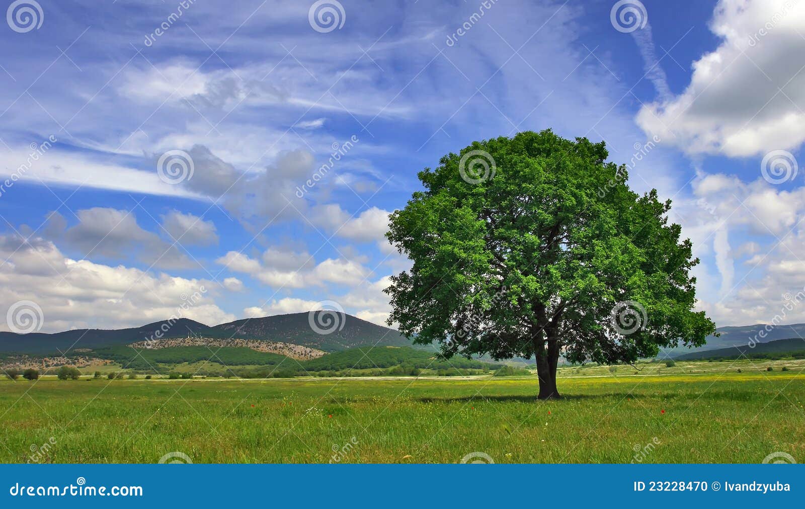 Lonely Tree in the Valley on a Background of Mount Stock Photo - Image ...