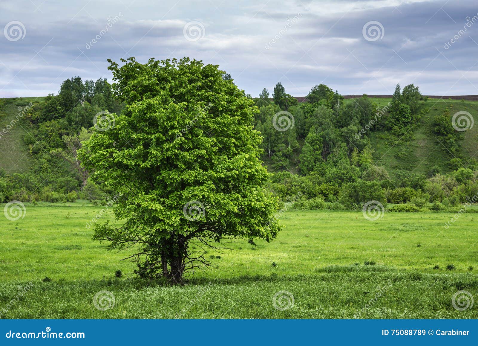 Lonely tree in a valley stock image. Image of blue, scene - 75088789