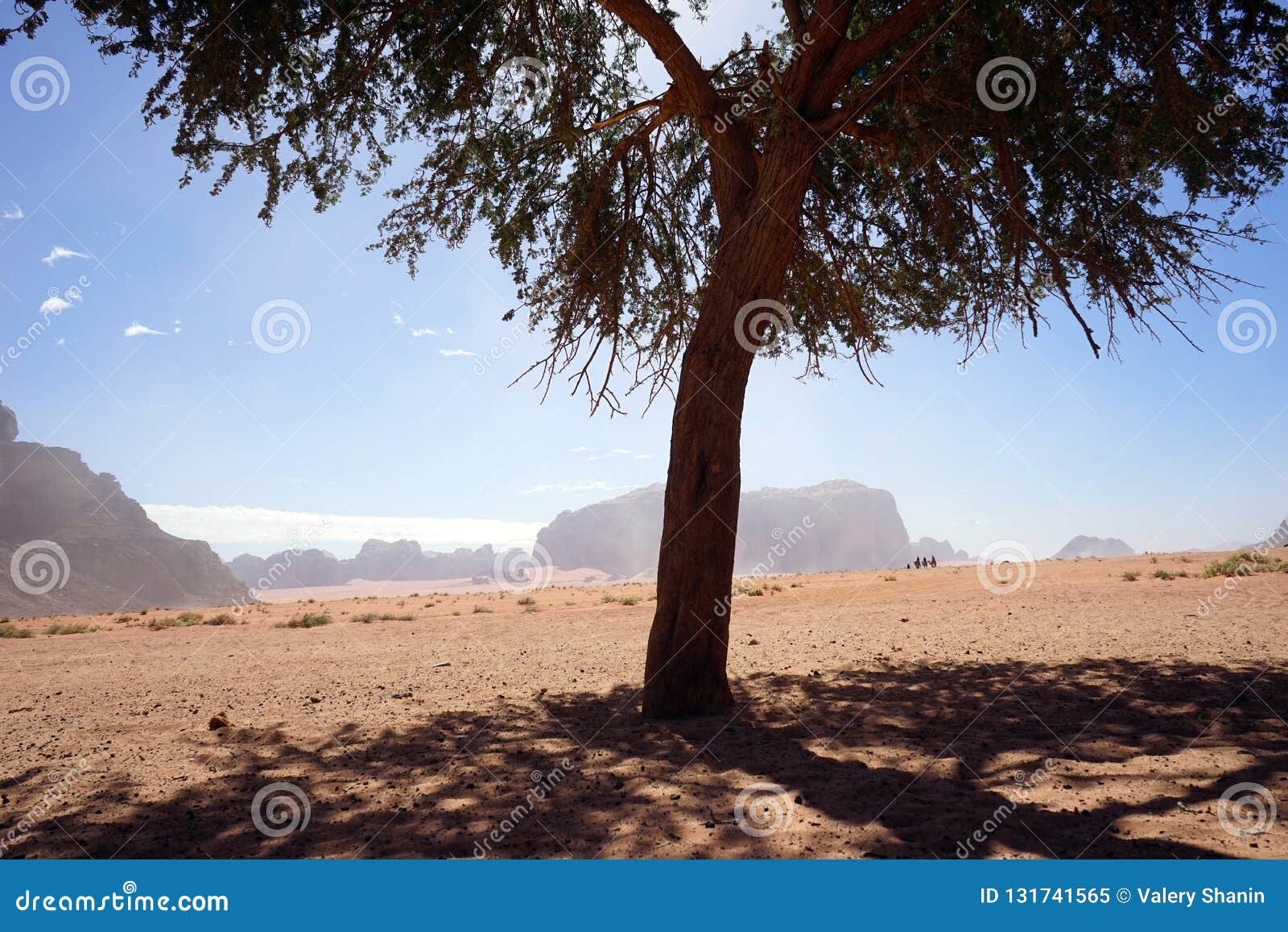 Lonely tree in Wadi Rum stock image. Image of shadow - 131741565