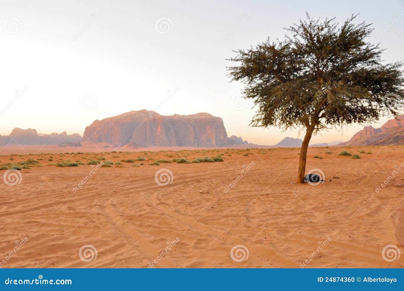 Lonely Tree in Wadi Rum (Jordan) Stock Photo - Image of panoramic ...