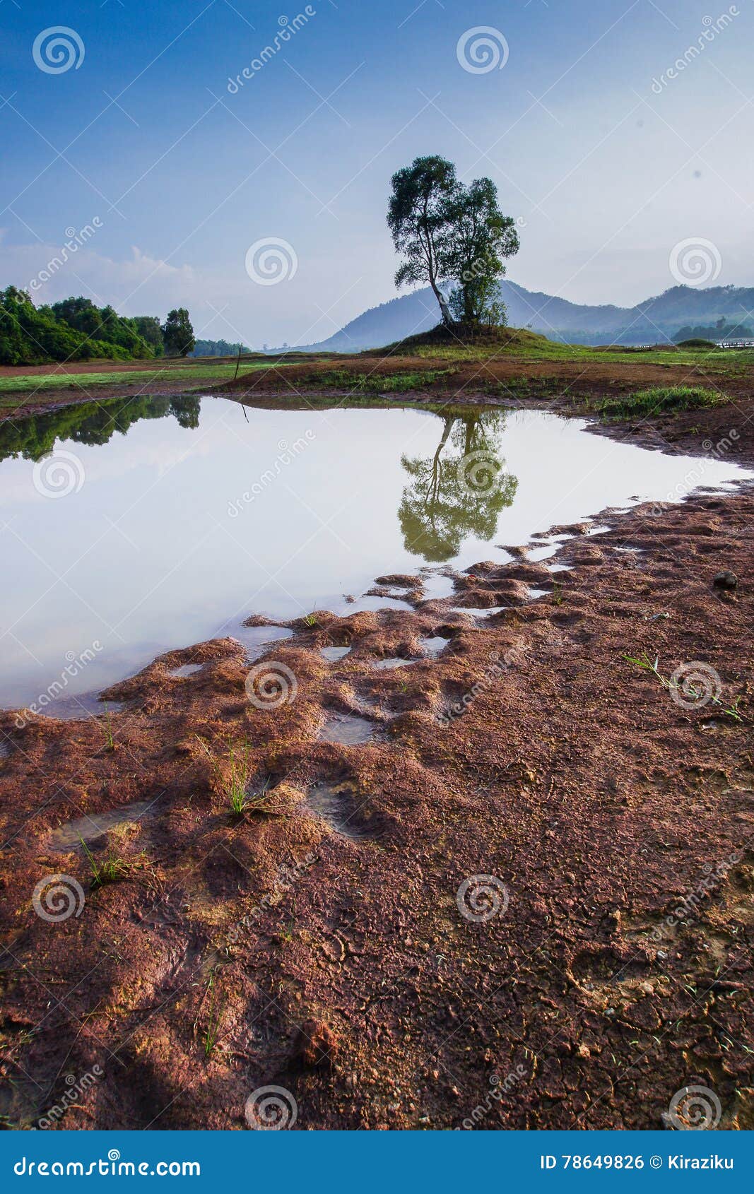 LONELY TREE stock photo. Image of malaysia, asia, kelantan - 78649826