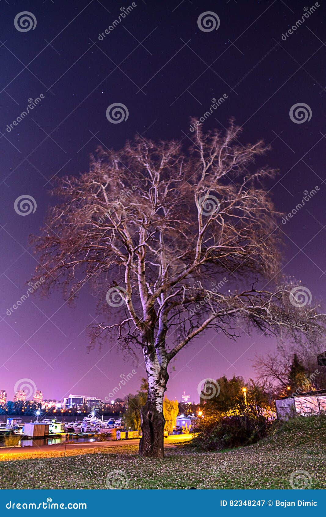 Lonely Tree on the Windy Night Stock Image - Image of autumn, cloud ...