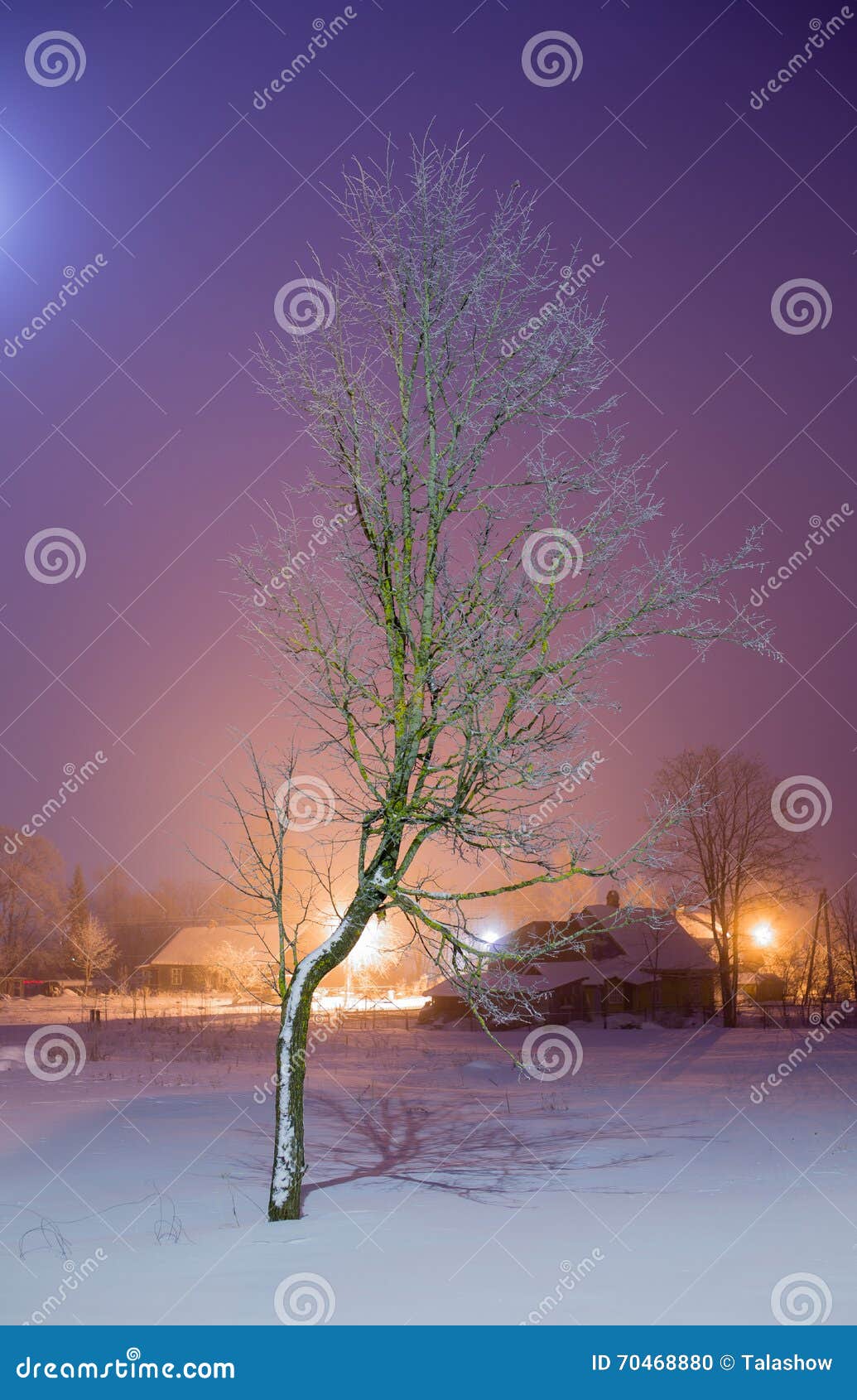 Lonely Tree in Winter at Night. Stock Photo - Image of nature, winter ...