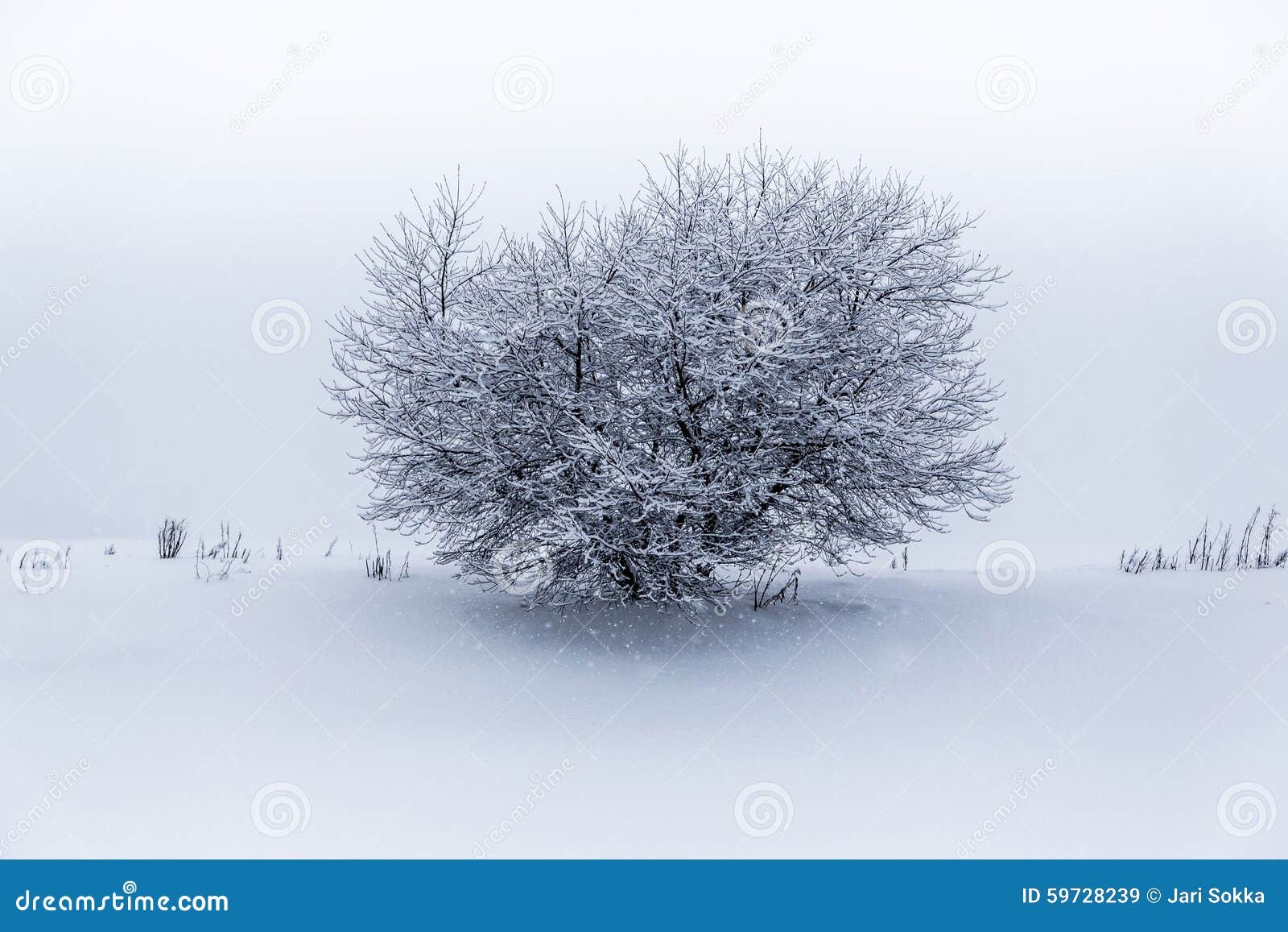 Lonely Tree in Winter Storm Stock Image - Image of bush, snow: 59728239