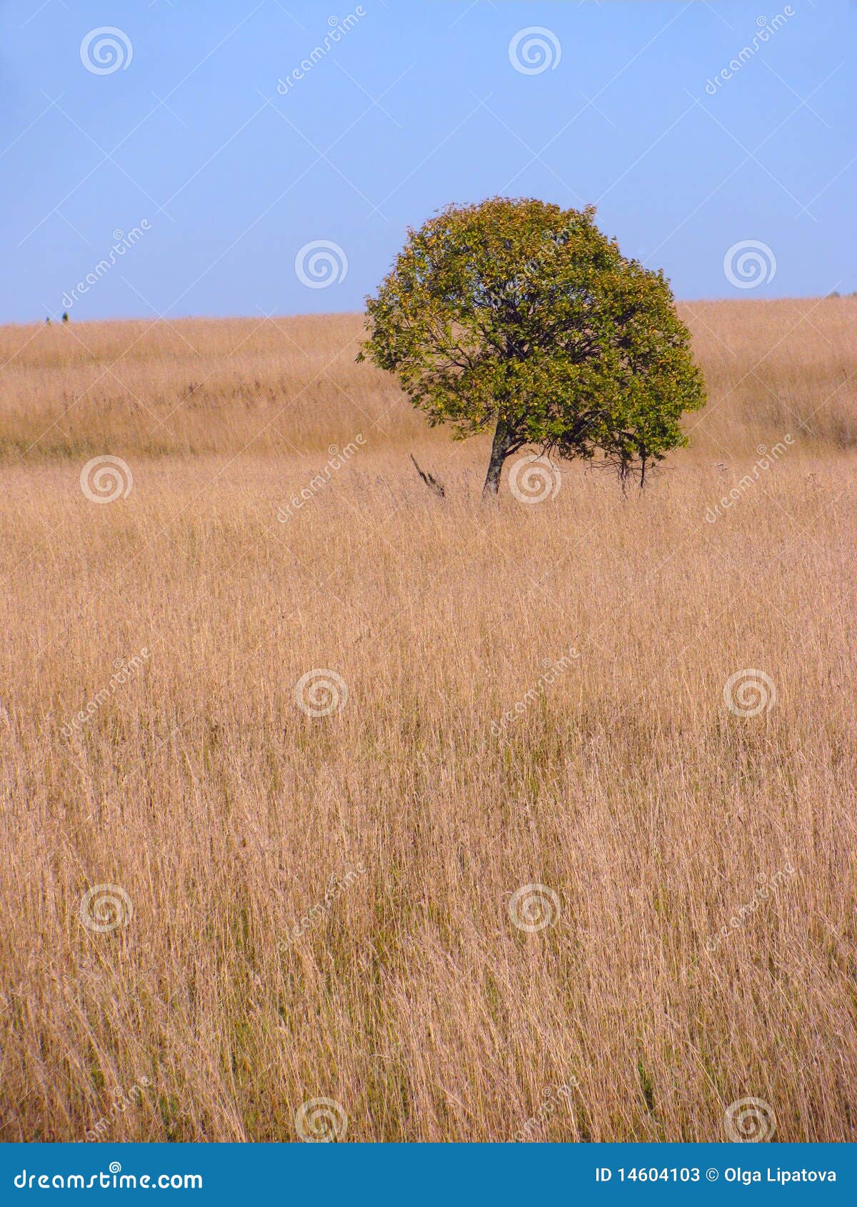 Lonely Tree at Yellow Field Stock Image - Image of nature, natural ...