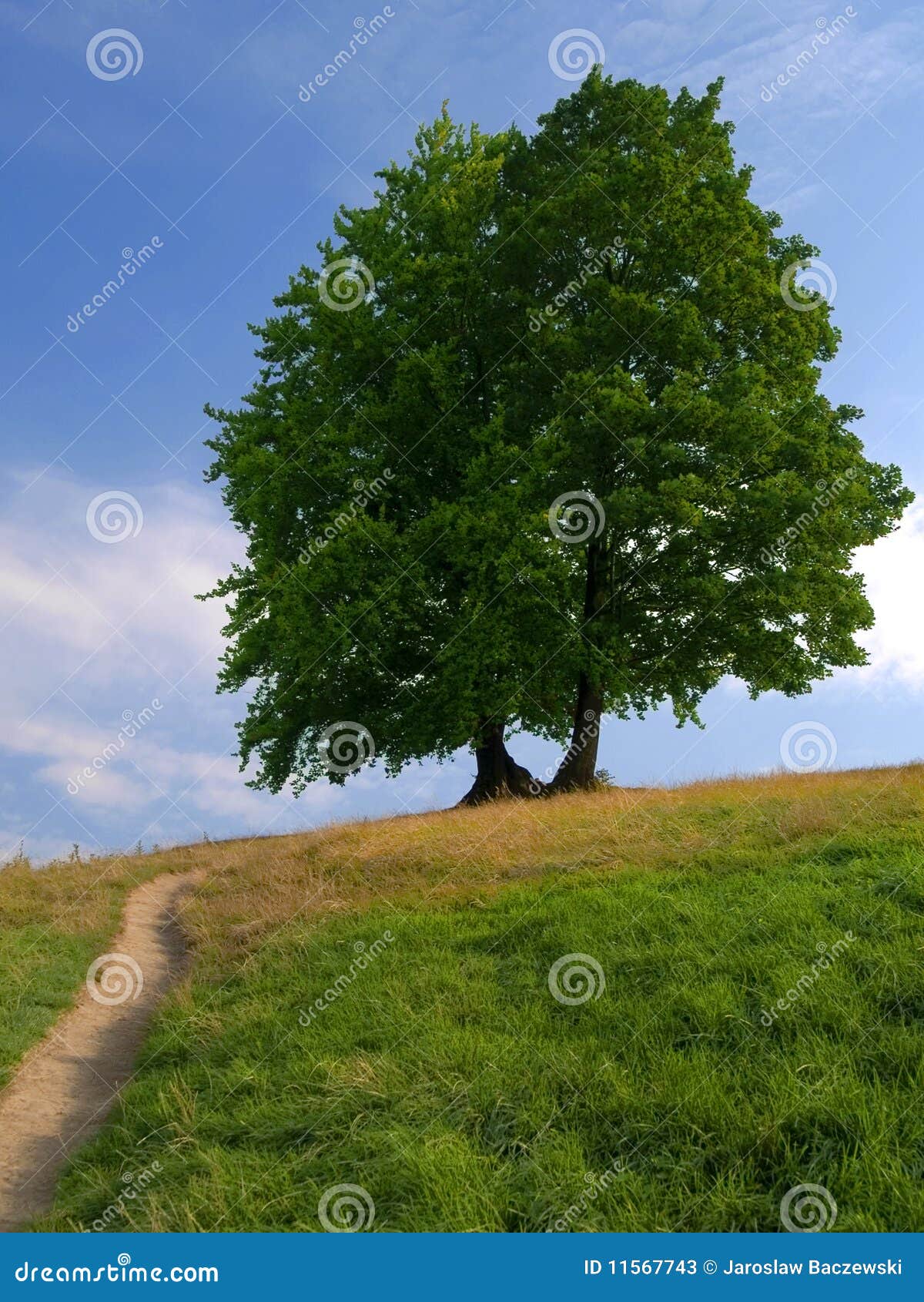 Lonely trees stock image. Image of agriculture, holiday - 11567743