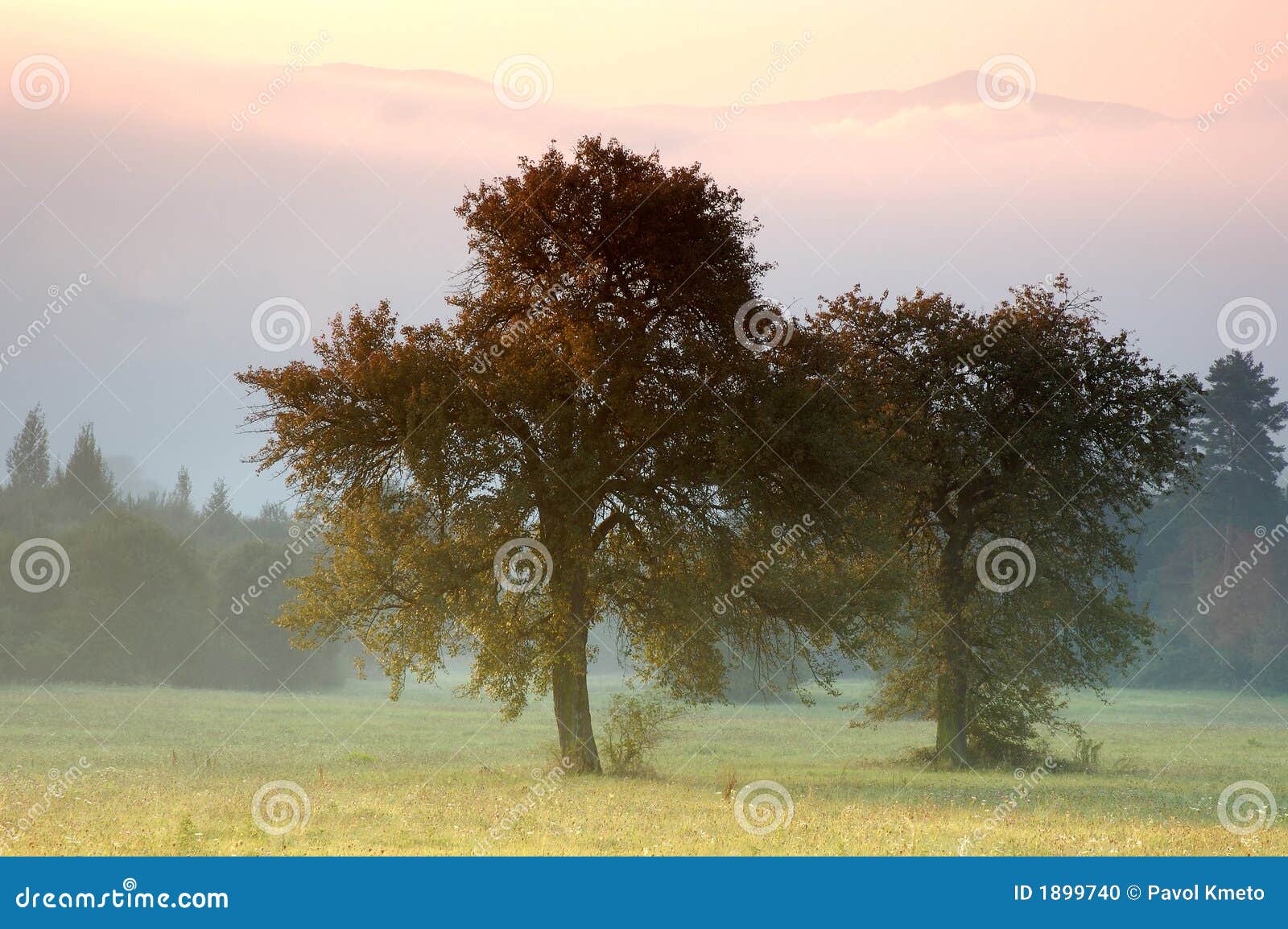 Lonely trees stock photo. Image of landscape, lonely, field - 1899740
