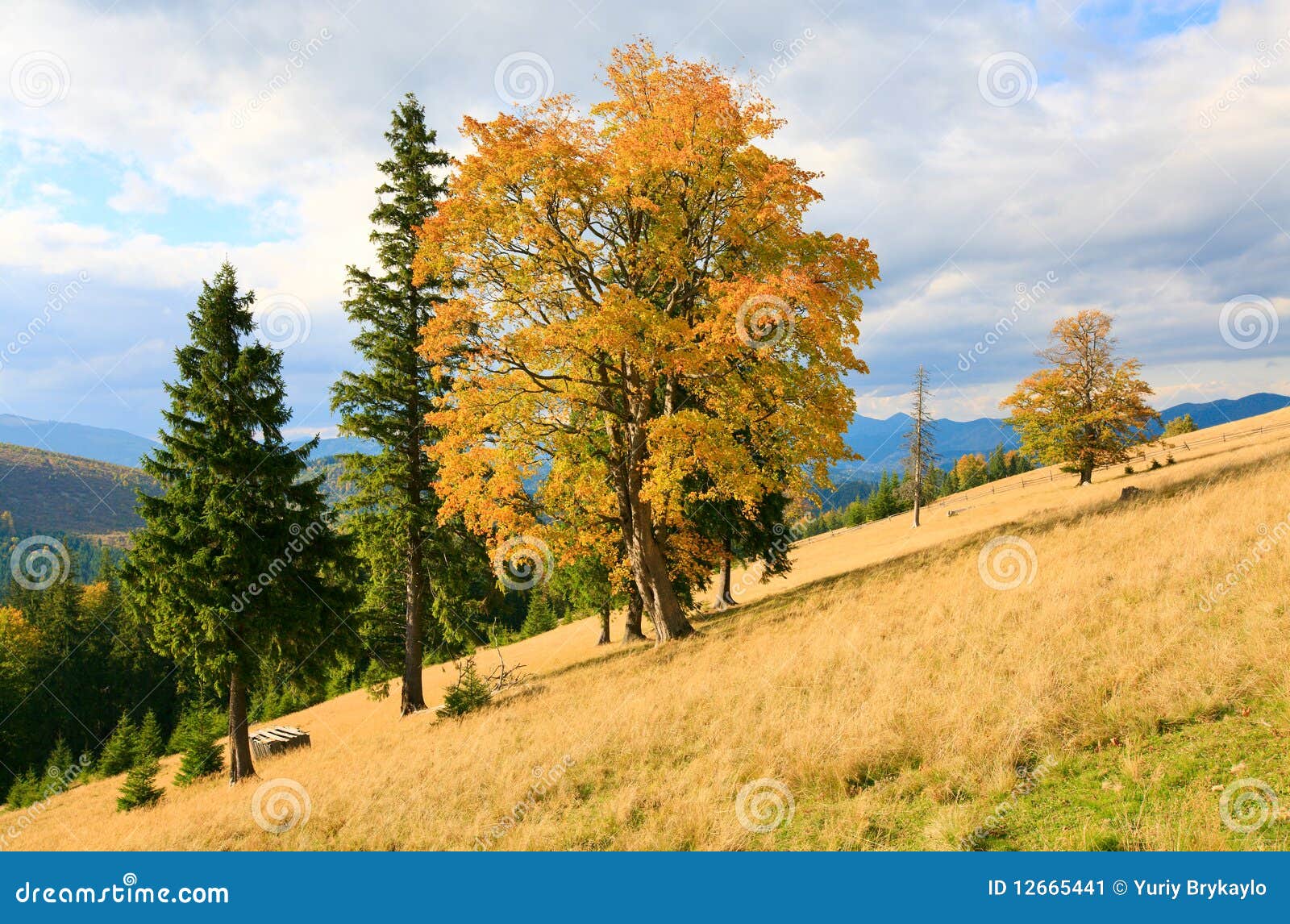 Lonely Trees on Autumn Mountainside Stock Image - Image of green ...