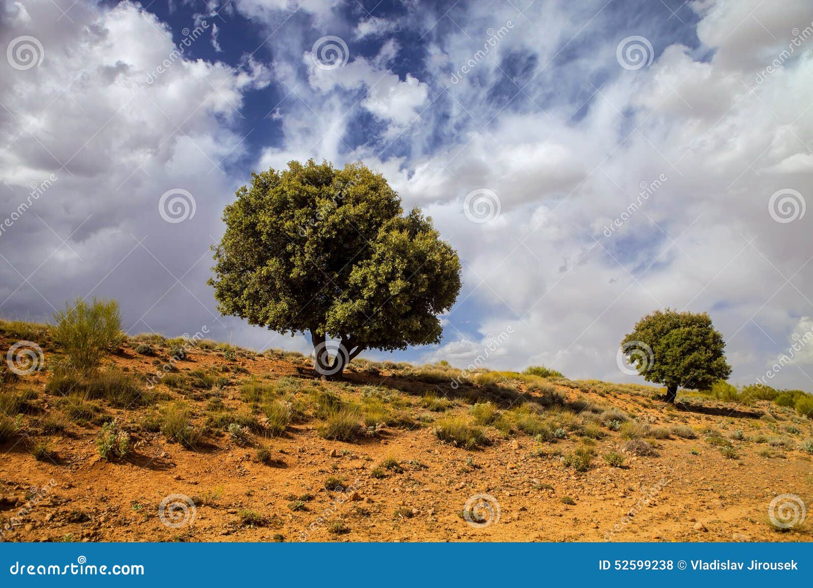 Lonely Trees in the Mountains of Morocco Stock Photo - Image of nature ...
