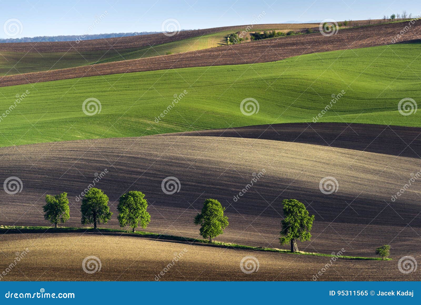 Lonely Trees on Wavy Spring Fields, South Moravia Stock Image - Image ...