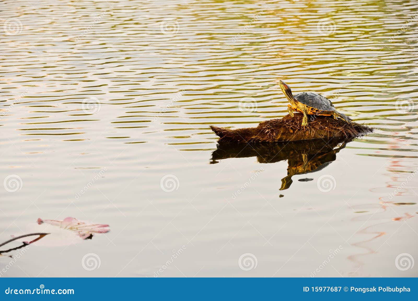 Lonely turtle stock image. Image of natural, nature, amphibian - 15977687