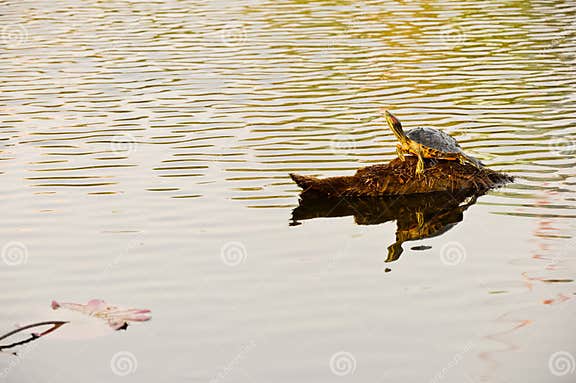 Lonely turtle stock image. Image of natural, nature, amphibian - 15977687