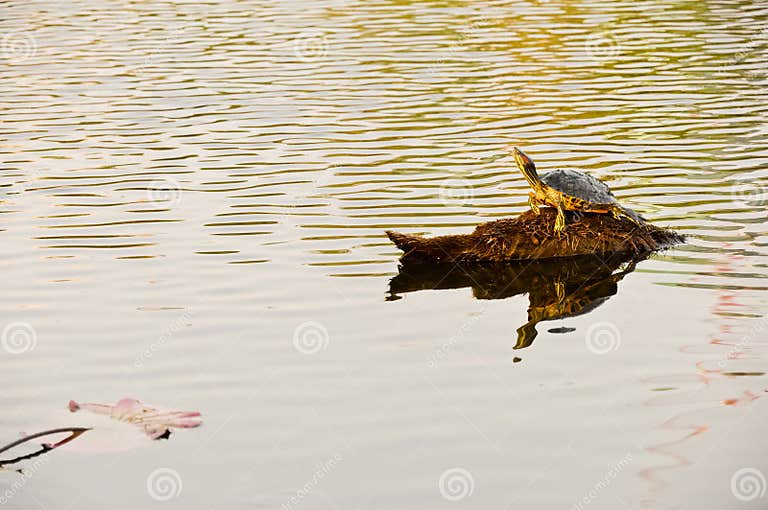 Lonely turtle stock image. Image of natural, nature, amphibian - 15977687