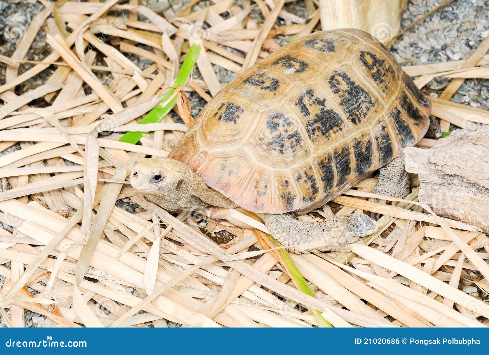 Lonely turtle stock photo. Image of fresh, calm, armor - 21020686