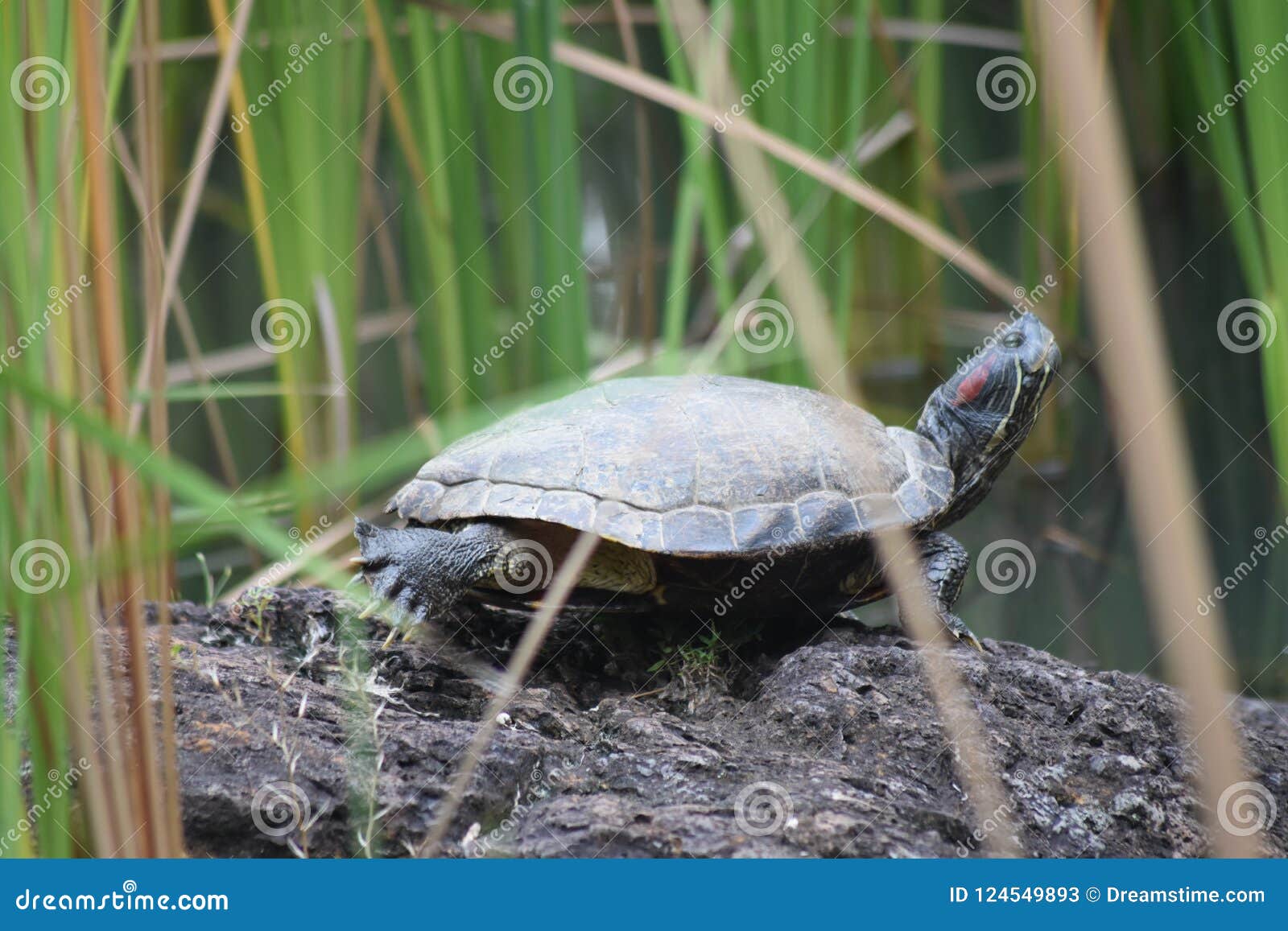 A Truttle Looking Up the Sky Waiting for Rain Stock Image - Image of ...