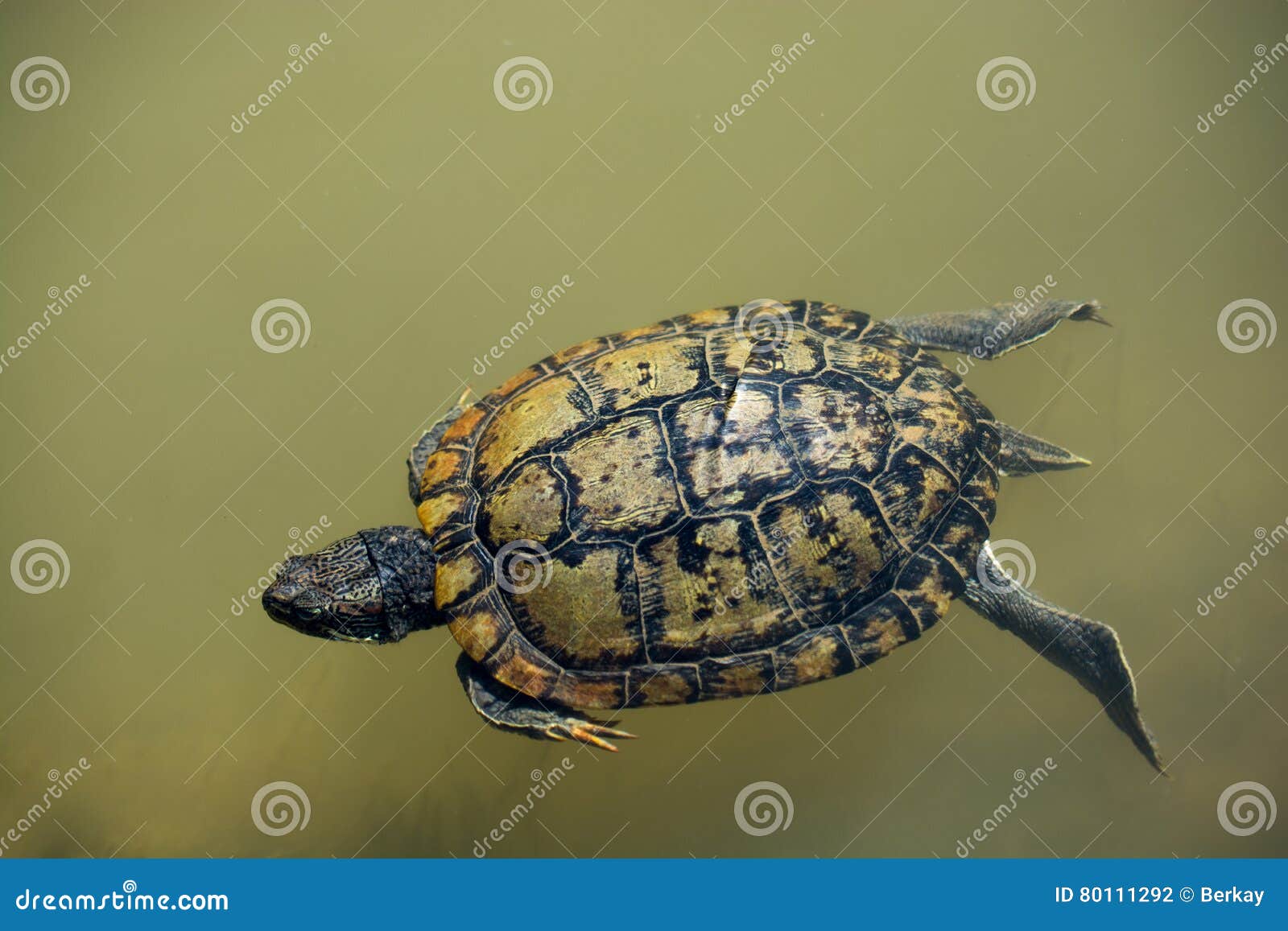 Lonely Turtle Swimming in a Lake Stock Photo - Image of tortoise, shell ...