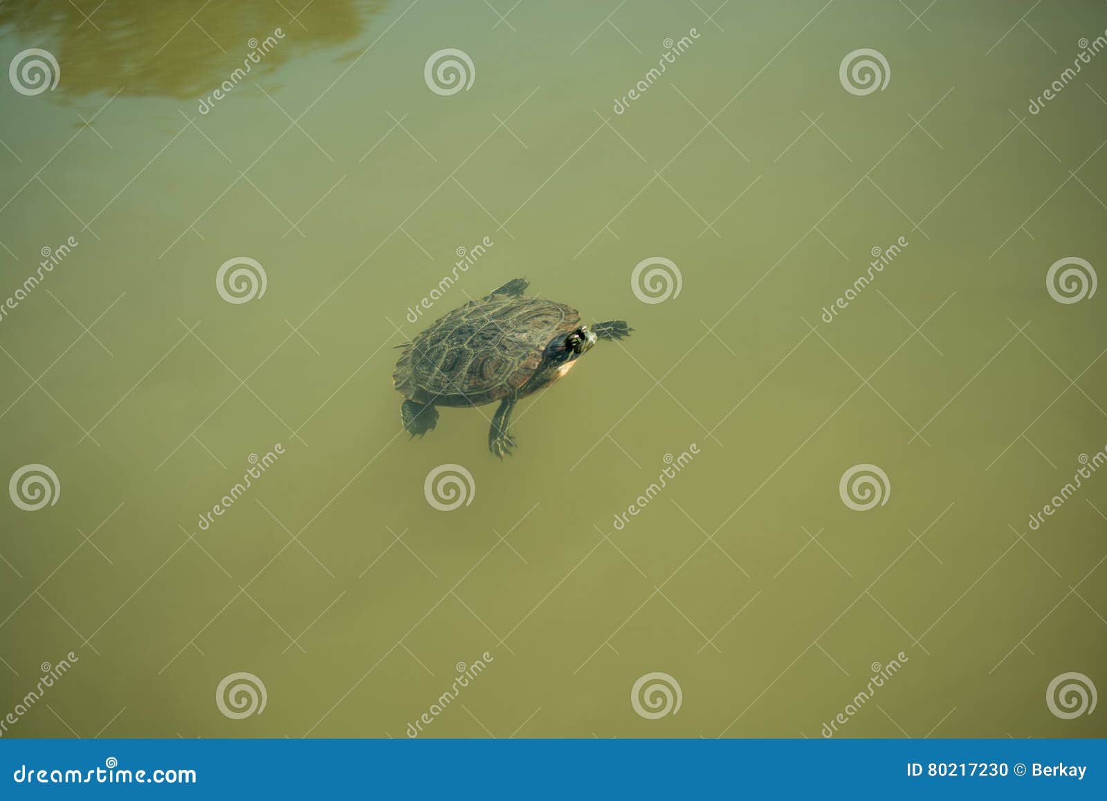 Lonely Turtle Swimming in a Lake Stock Photo - Image of tortise, animal ...