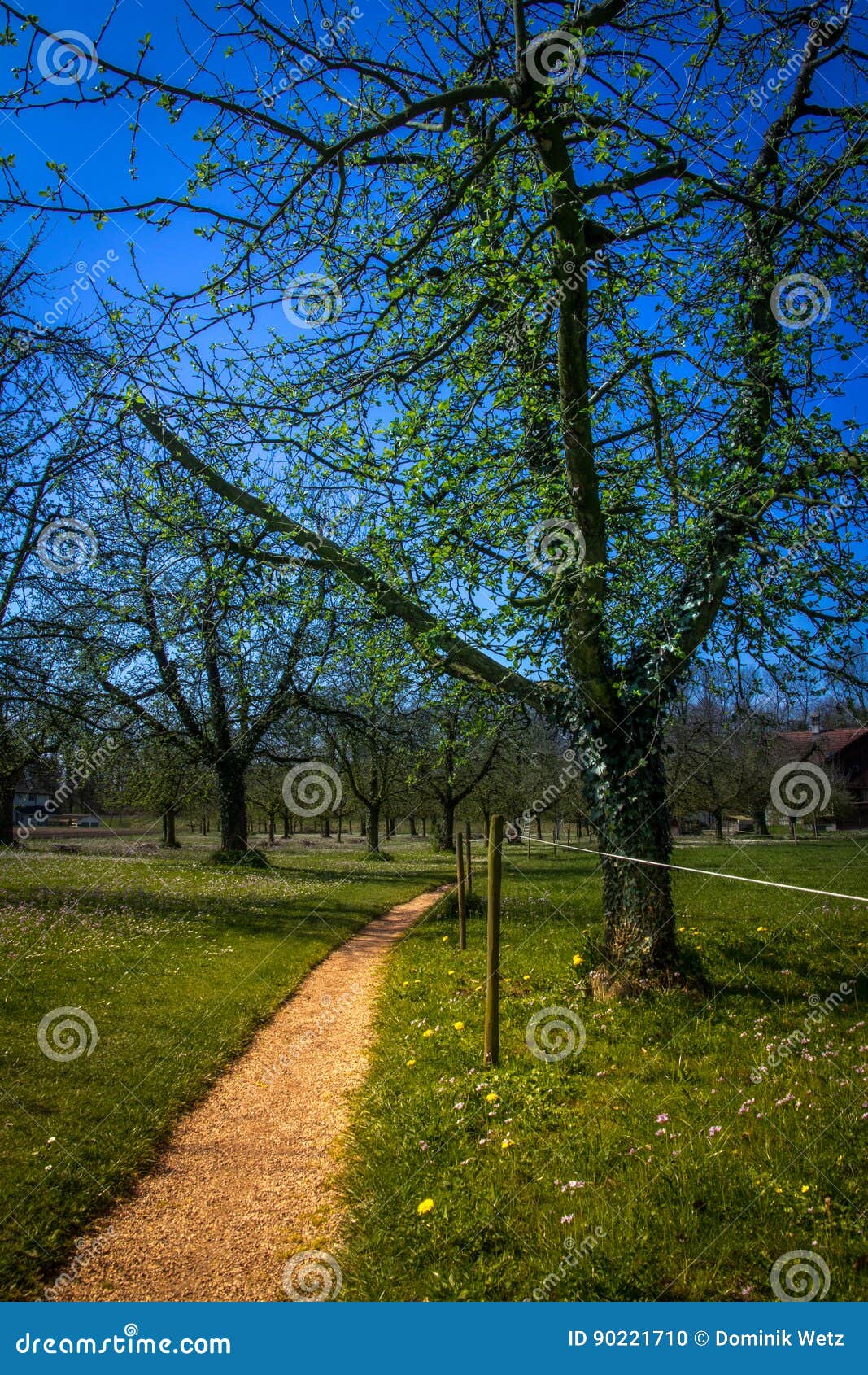 Lonely way stock photo. Image of lonely, blue, tree, path - 90221710