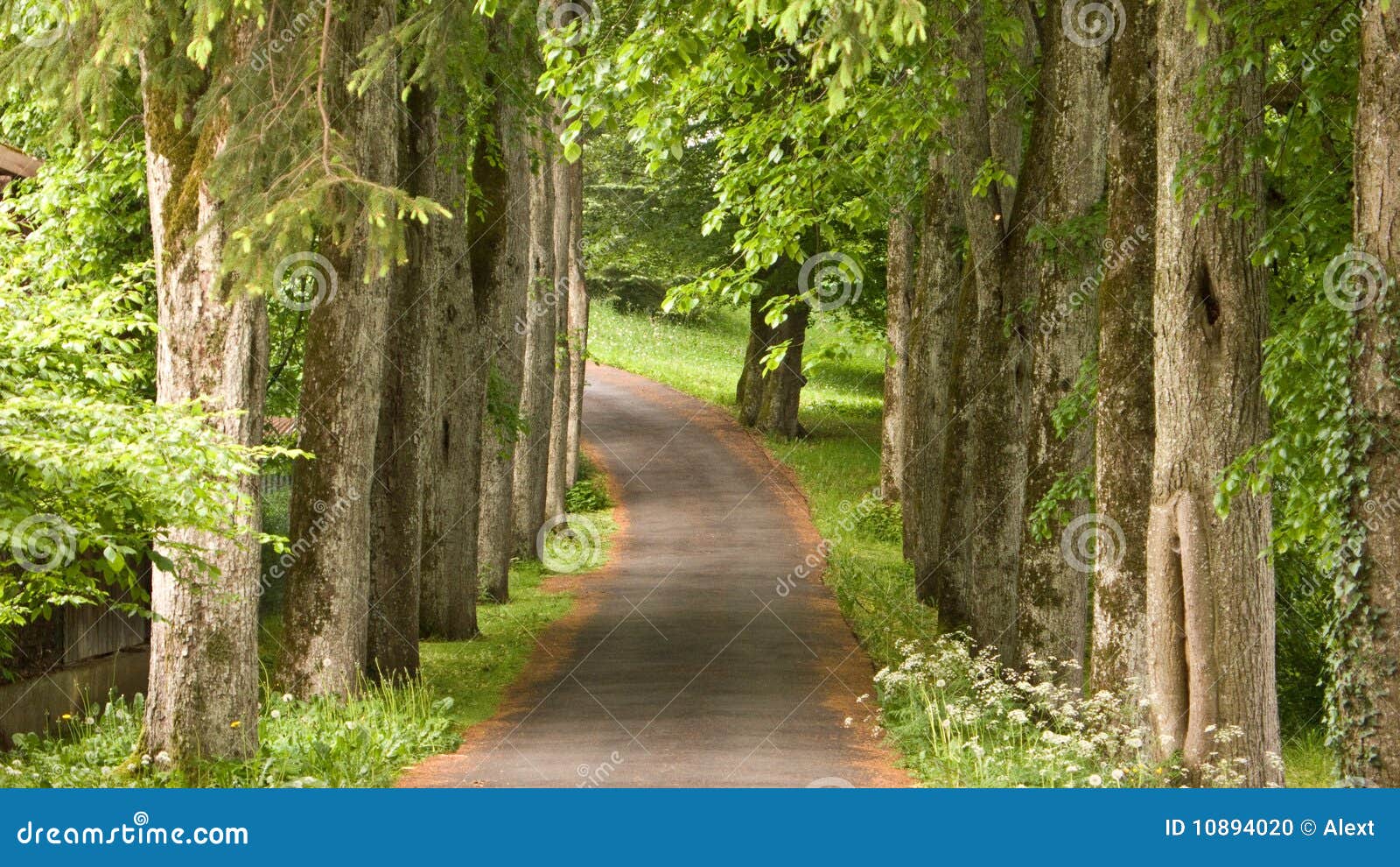 A lonely way thru the wood stock photo. Image of starnberger - 10894020