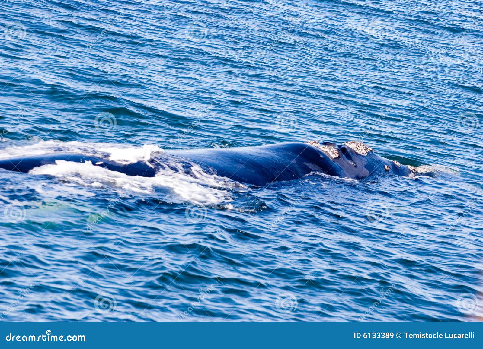 Lonely whale stock image. Image of wildlife, cute, endangered - 6133389
