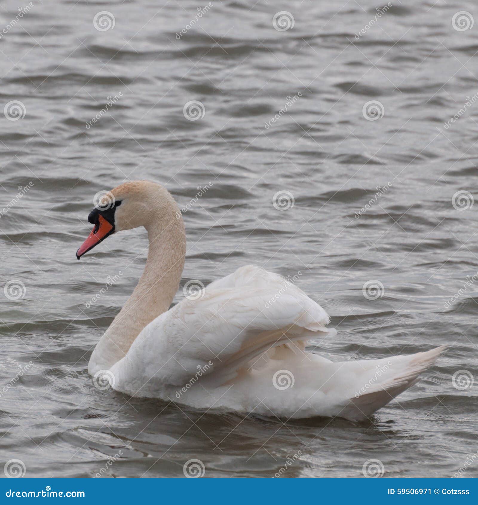 Lonely white swan on water stock image. Image of lovely - 59506971
