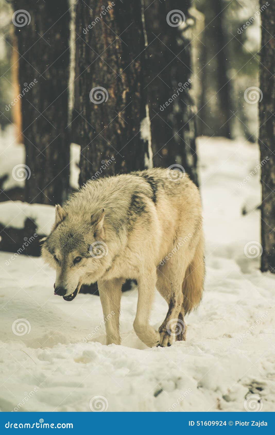 Lonely White Wolf stock photo. Image of carnivora, coat - 51609924