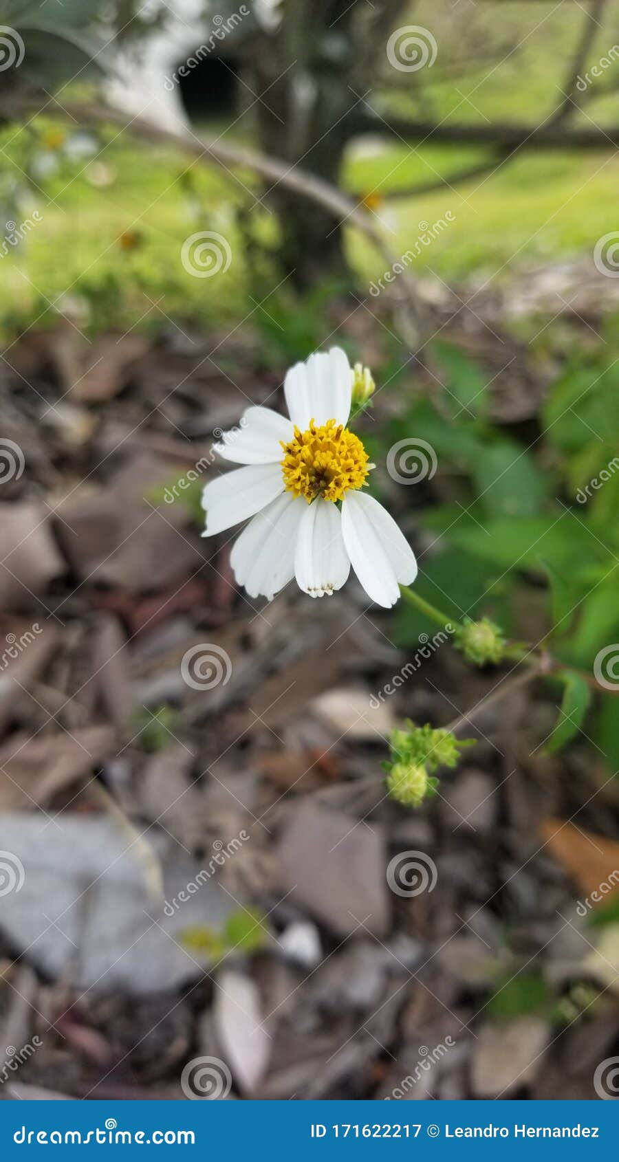 A Lonely Wild Daisy Losing it Petals Stock Image - Image of nectar ...