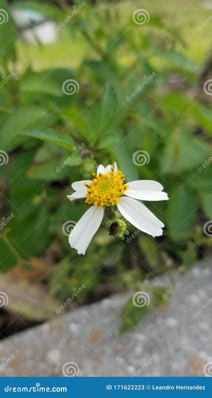 A Lonely Wild Daisy Losing it Petals Stock Image - Image of nectar ...