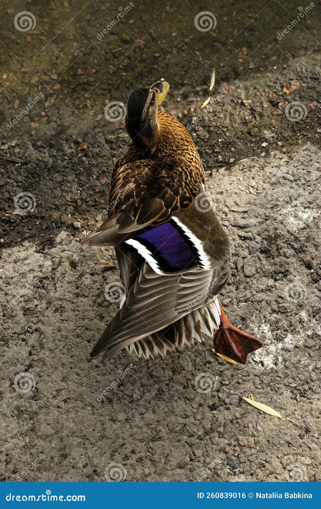 Lonely Wild Duck on the Shore of a Pond in the Park Stock Photo - Image ...
