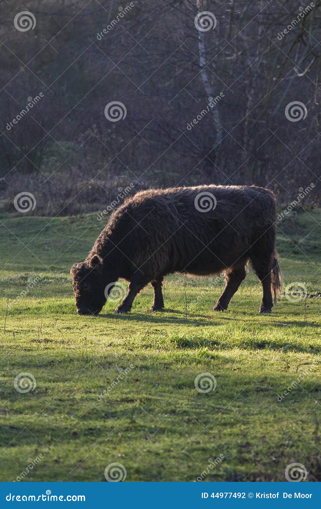 Lonely Wild Galloway Cow Grazing in Nature Stock Photo - Image of ...