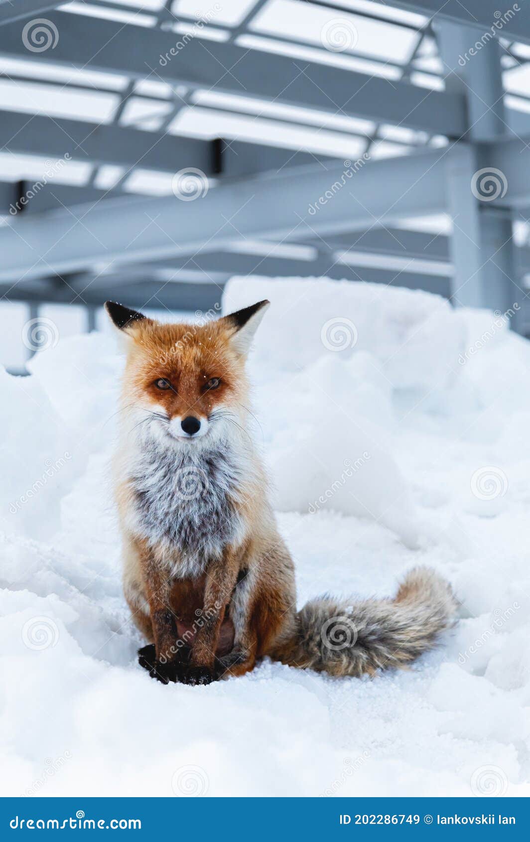 Lonely Wild Sad Red Fox Sits in the Snow on the Background of Gray ...