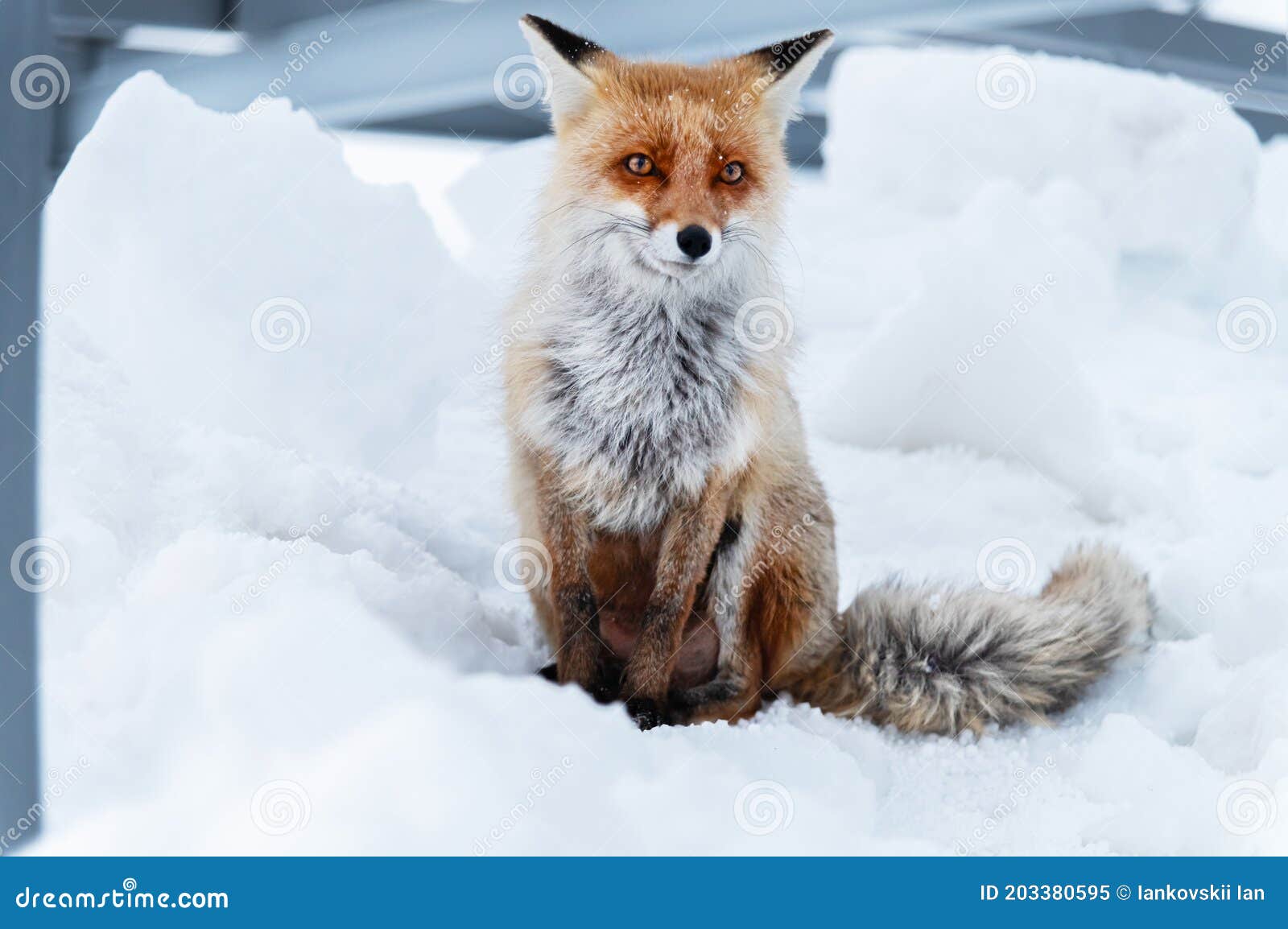 Lonely Wild Sad Red Fox Sits In The Snow On The Background Of Gray ...