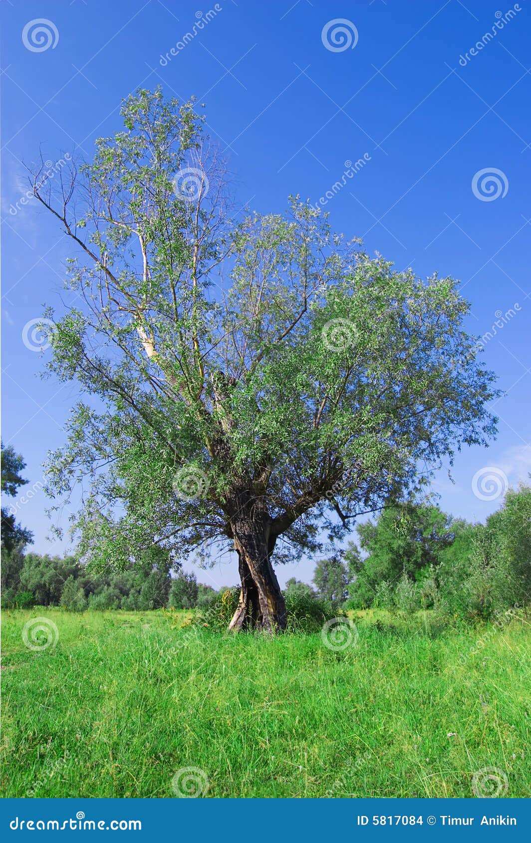 Lonely Willow Tree, Old and Vigorous Stock Photo - Image of blue ...