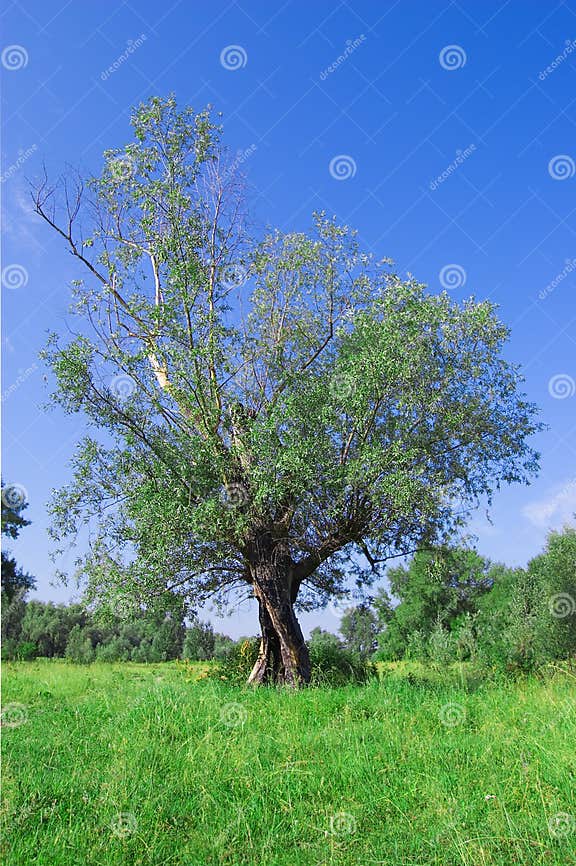 Lonely Willow Tree, Old and Vigorous Stock Photo - Image of blue ...