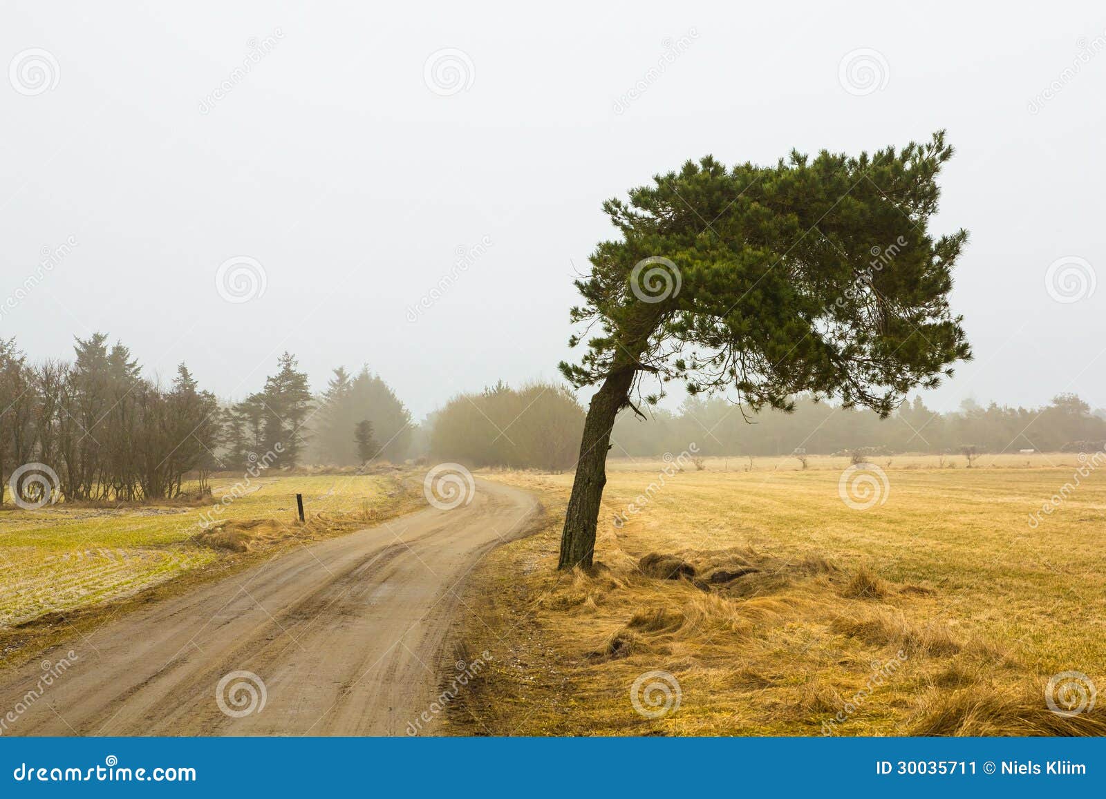 Windswept pine tree stock image. Image of quiet, earth - 30035711
