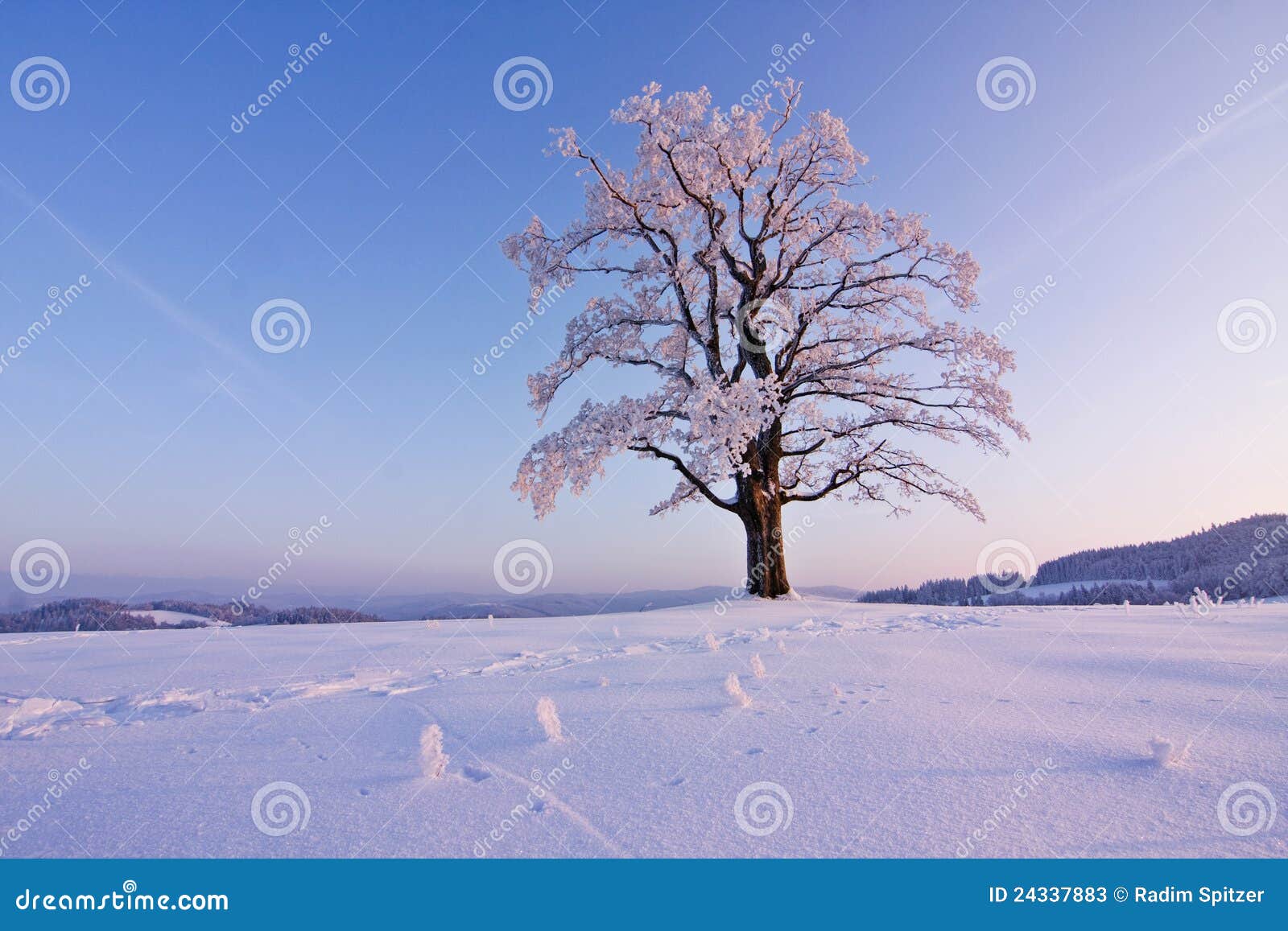 Lonely winter tree stock image. Image of nature, serenity - 24337883