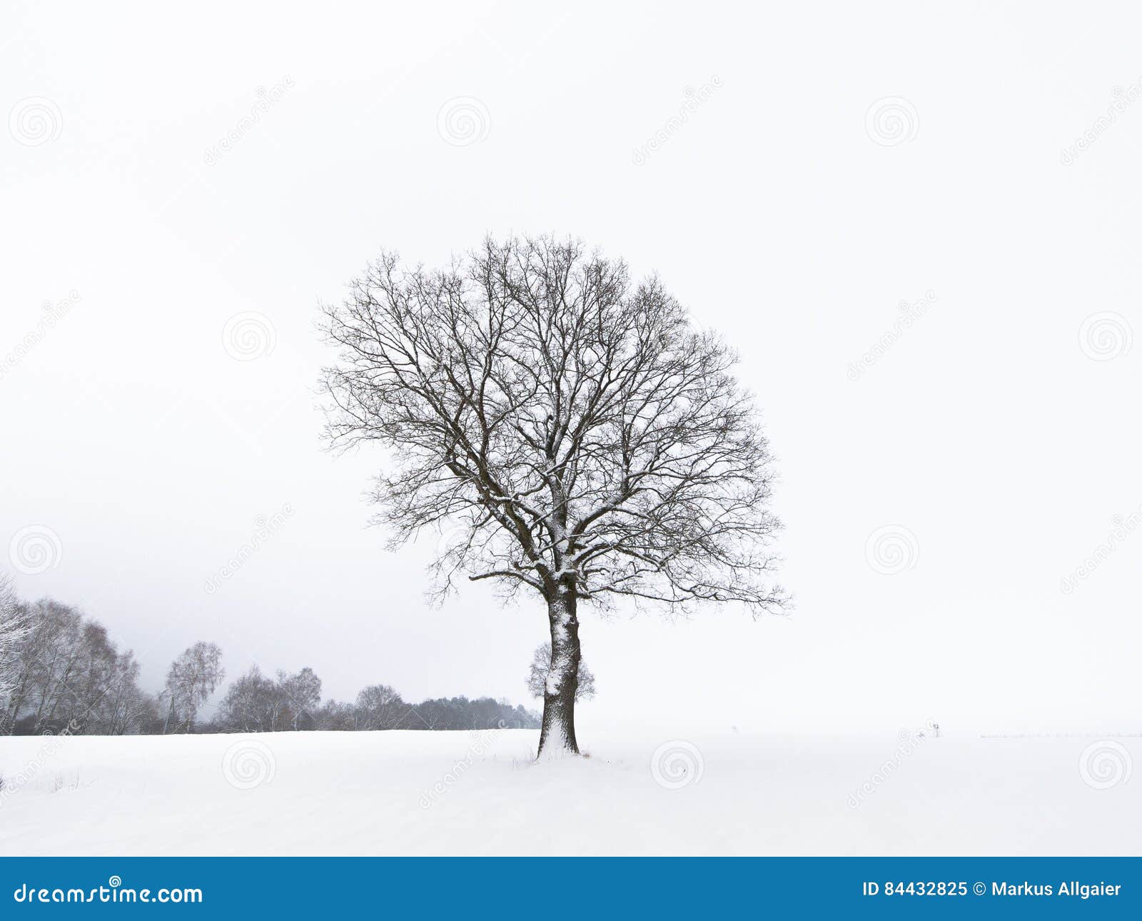 Lonely winter tree stock image. Image of white, frost - 84432825