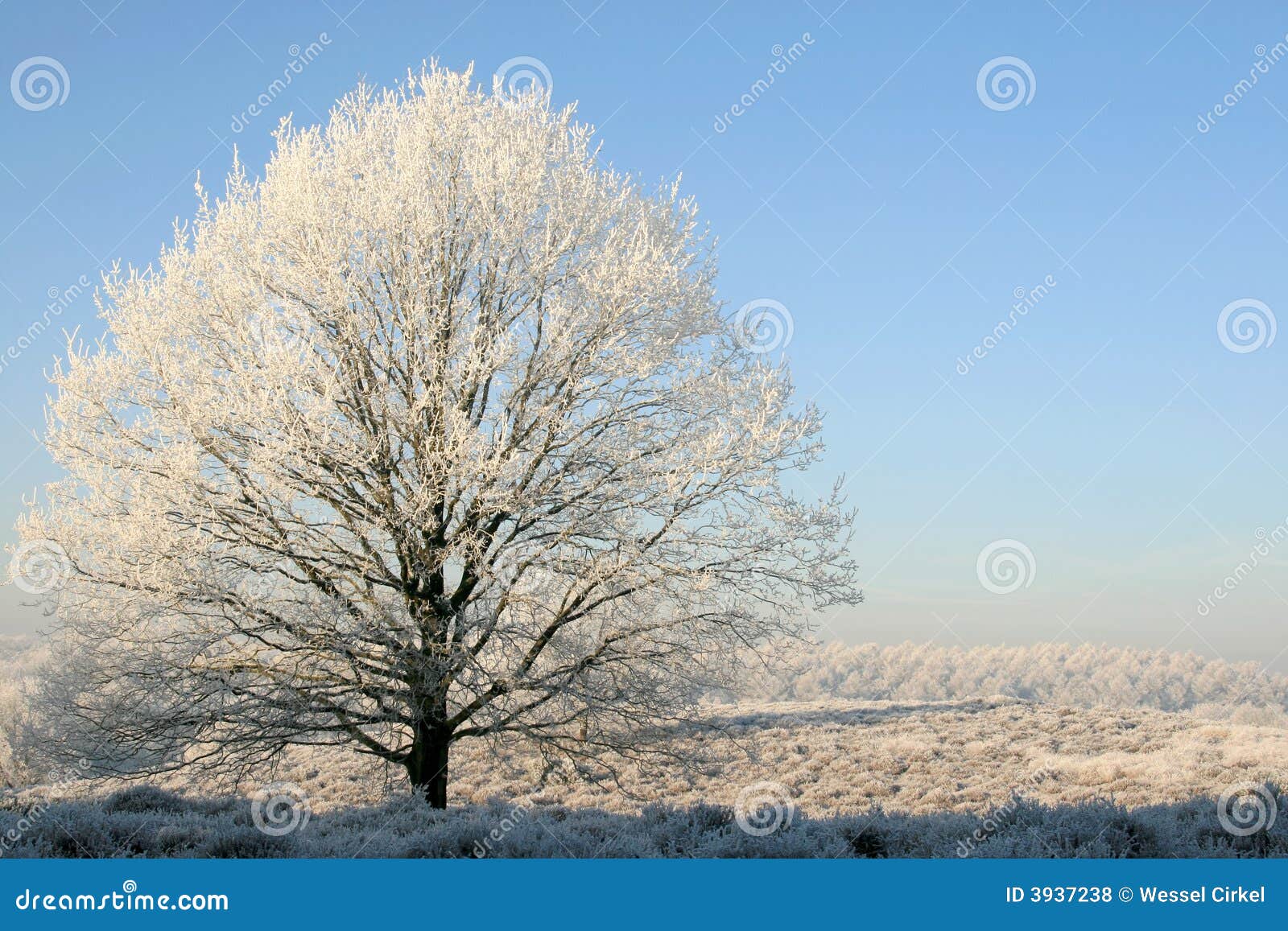 Lonely wintry tree stock photo. Image of freeze, frozen - 3937238