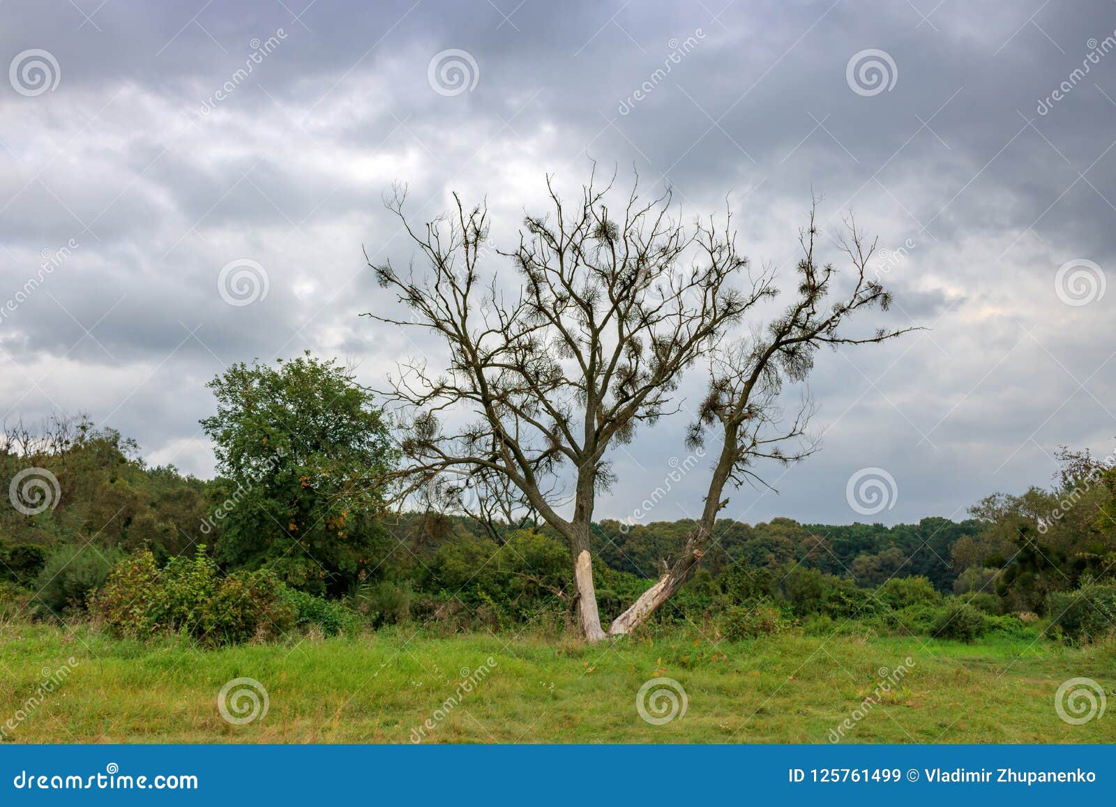 Lonely Withered Tree Against Forest and Dramatic Sky with Gray C Stock ...