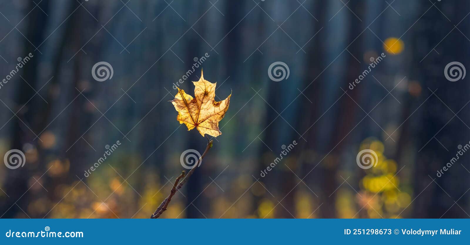 A Lonely Yellow Maple Leaf in a Dark Forest. Autumn Forest Stock Image ...