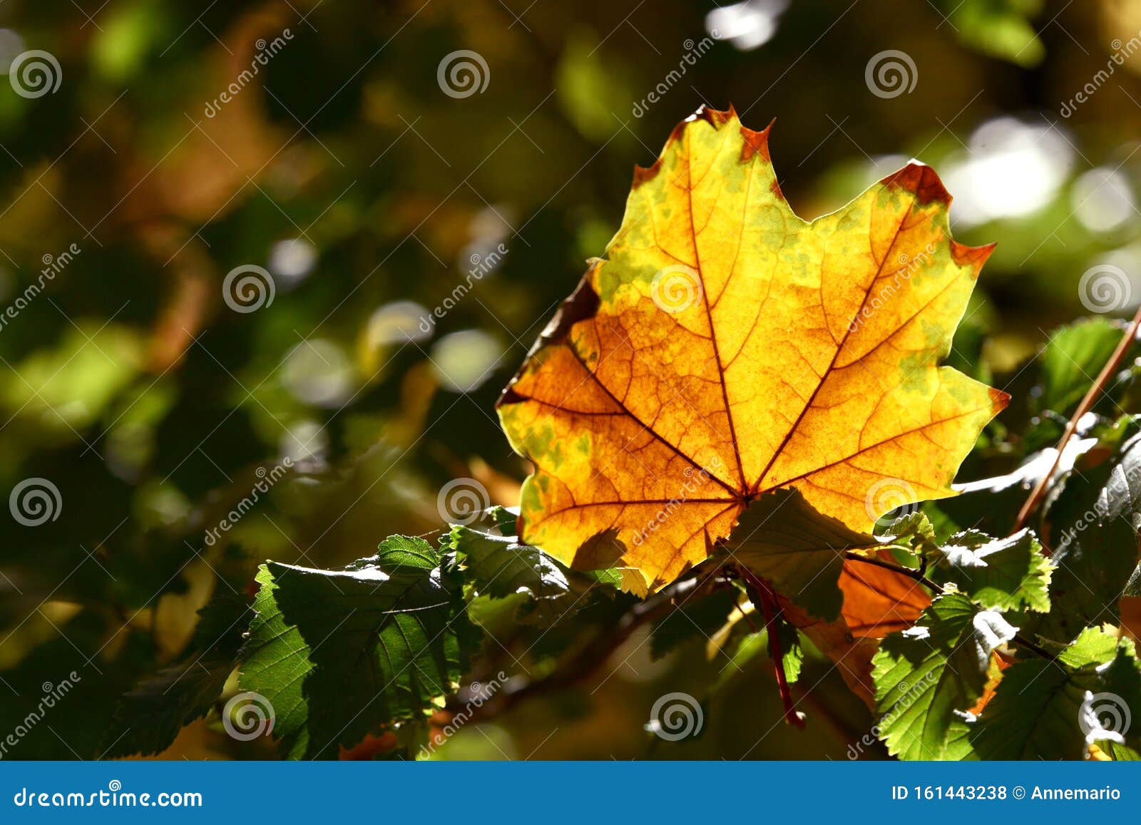 Lonely yellow maple leaf stock photo. Image of maple - 161443238